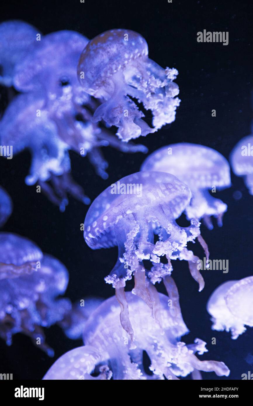 Tiere quallen -Fotos und -Bildmaterial in hoher Auflösung – Alamy