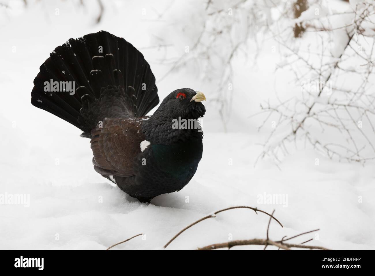 Mating plumages -Fotos und -Bildmaterial in hoher Auflösung – Alamy