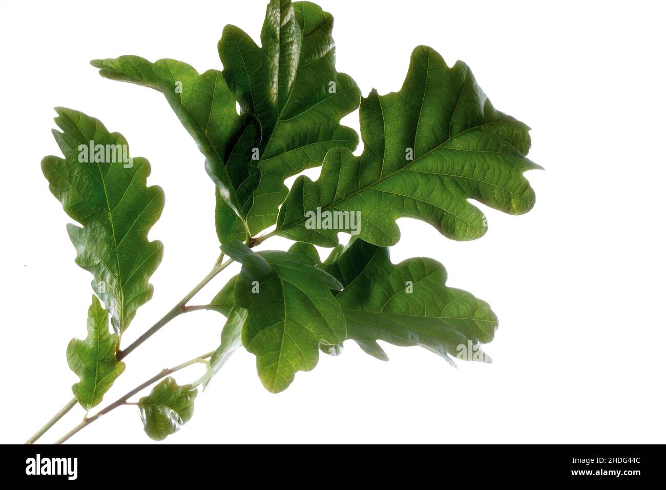 Eichenblatt eiche -Fotos und -Bildmaterial in hoher Auflösung – Alamy