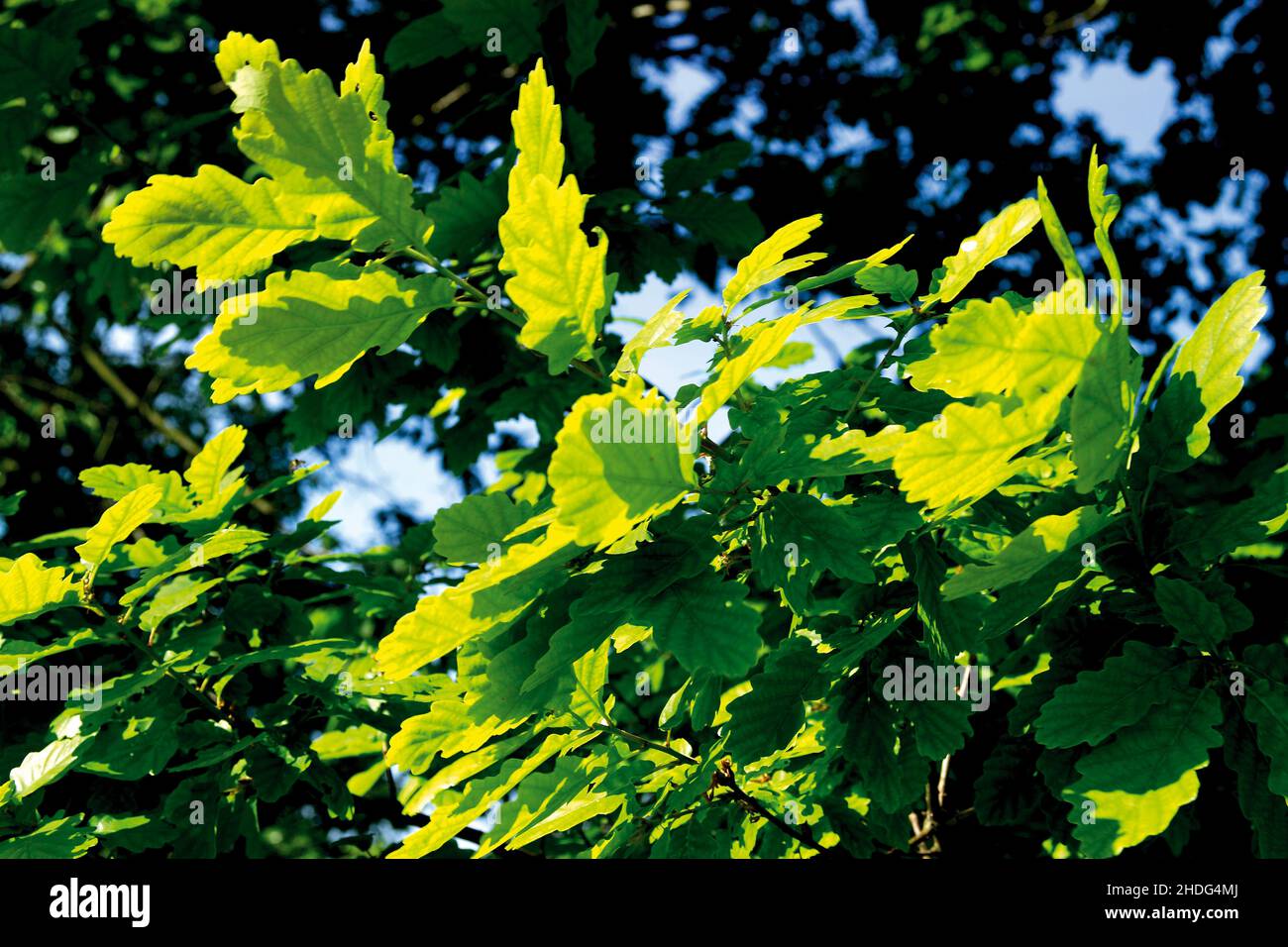 Zweige der eiche -Fotos und -Bildmaterial in hoher Auflösung – Alamy