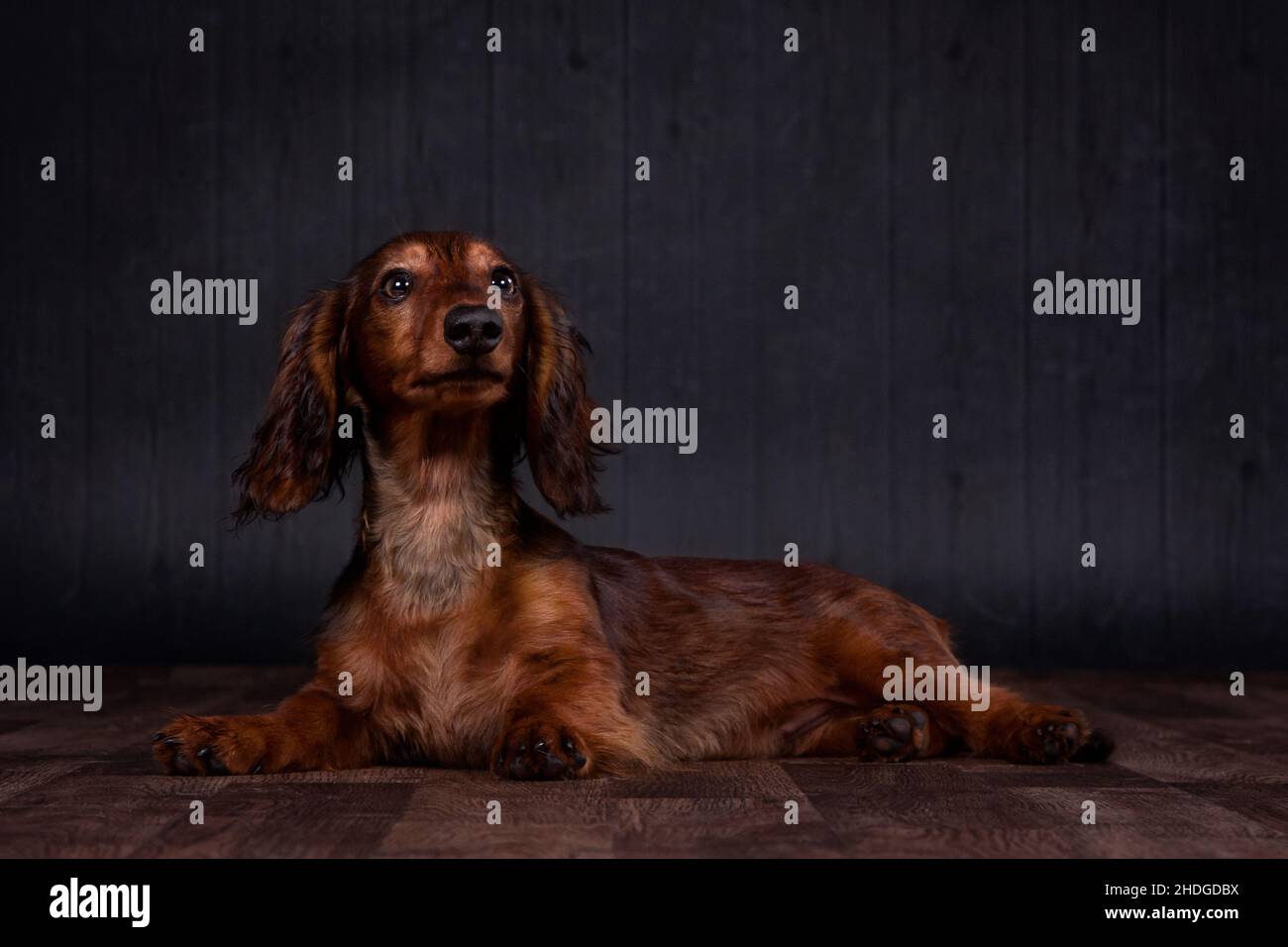 Dackel langhaar -Fotos und -Bildmaterial in hoher Auflösung – Alamy