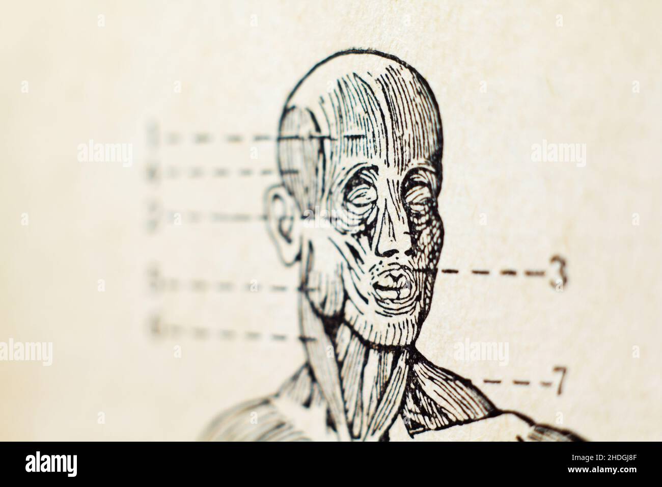 Muskulatur, Anatomie, Gesichtsmuskulatur, Muskulatur, Anatomie ...