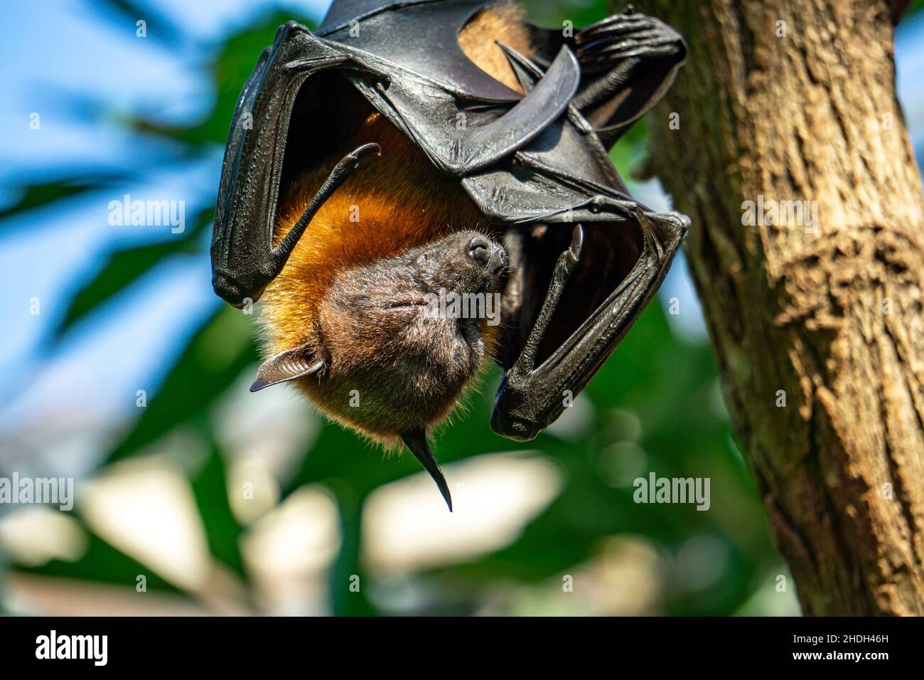 1 fledermaus -Fotos und -Bildmaterial in hoher Auflösung – Alamy