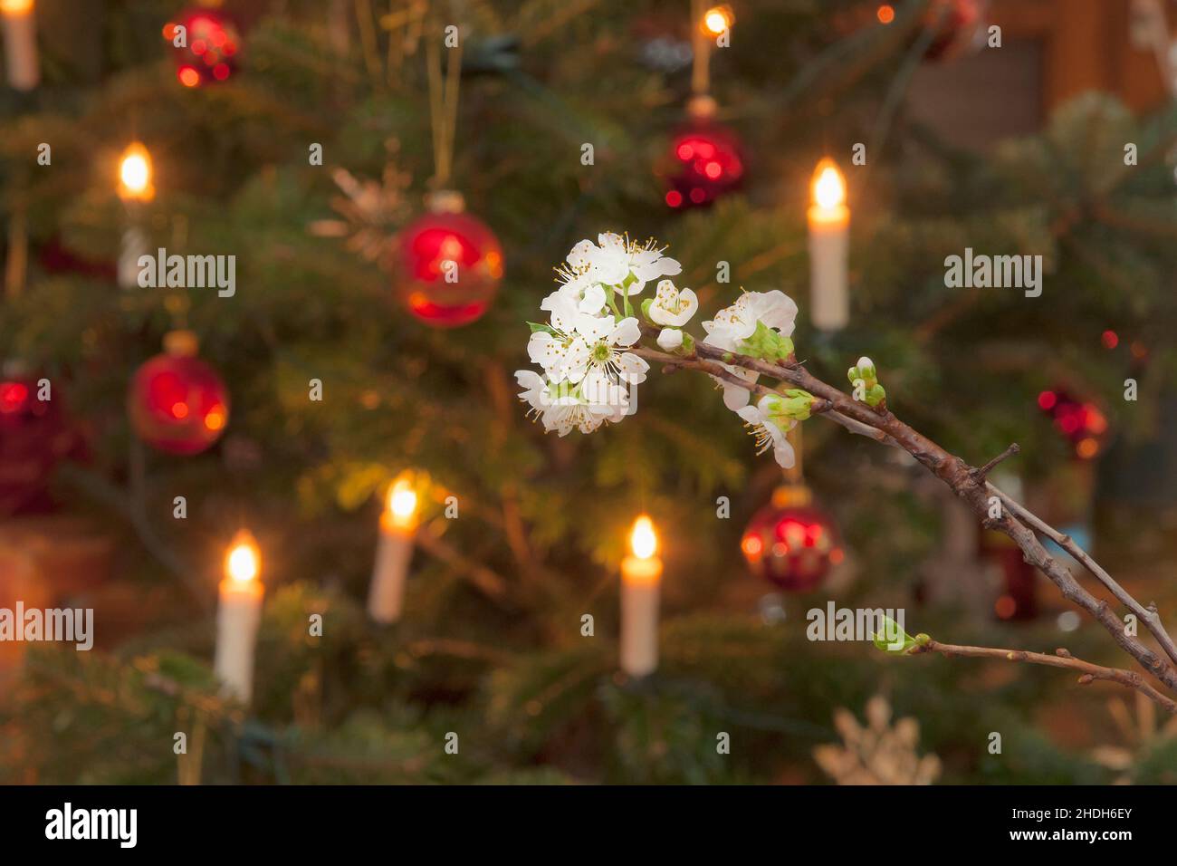 Barbara hoffe -Fotos und -Bildmaterial in hoher Auflösung – Alamy