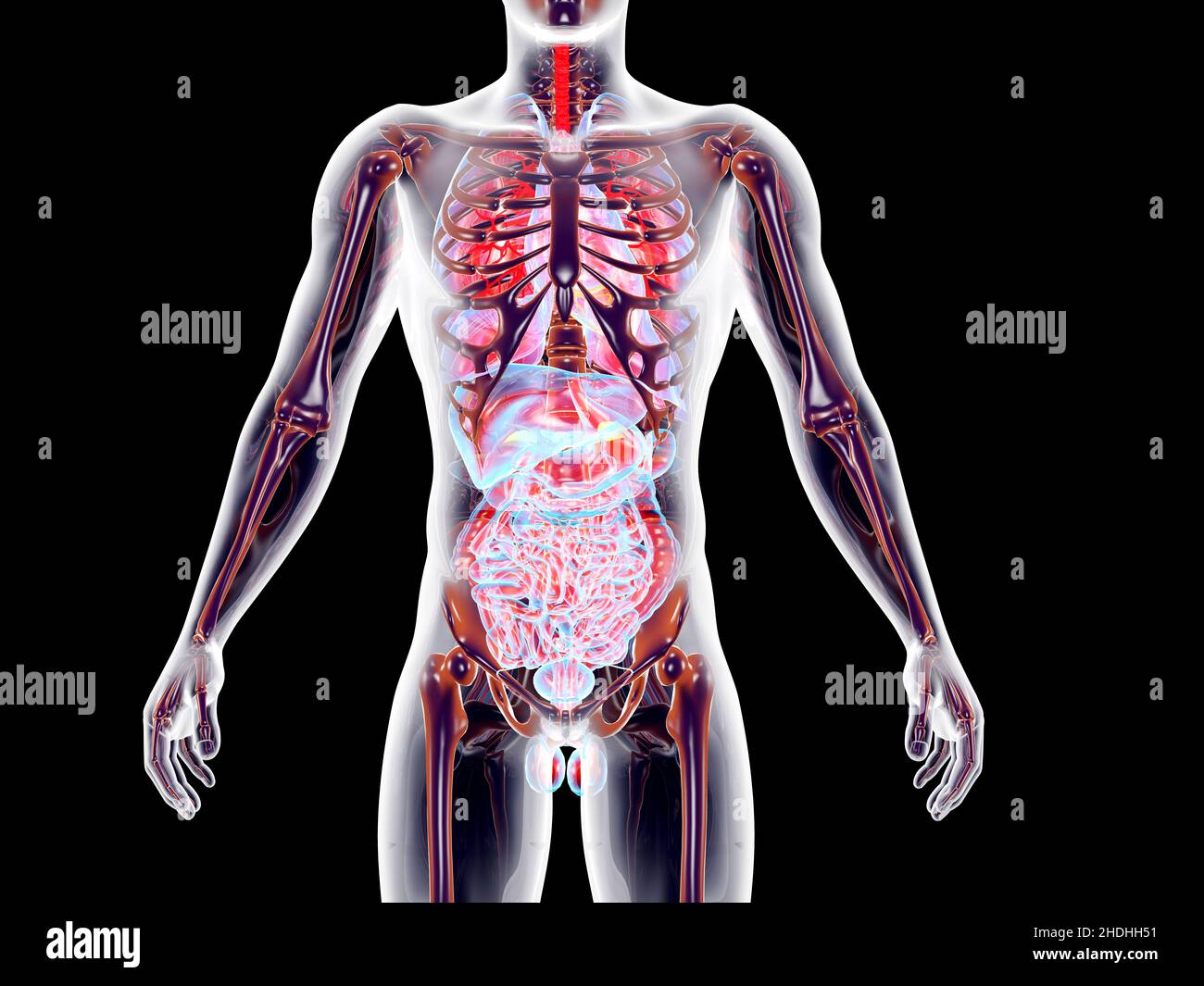 Innere organe -Fotos und -Bildmaterial in hoher Auflösung – Alamy