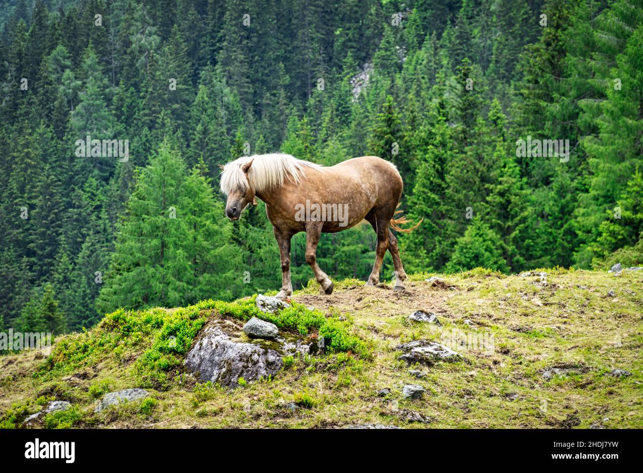 Pferd mit glocken -Fotos und -Bildmaterial in hoher Auflösung – Alamy