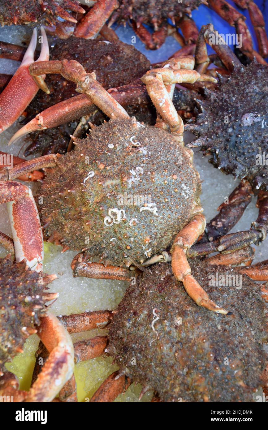 Krebs krebs krebse krebse krebse krebse krebse krebse krebse krebse krebs -Fotos und ...