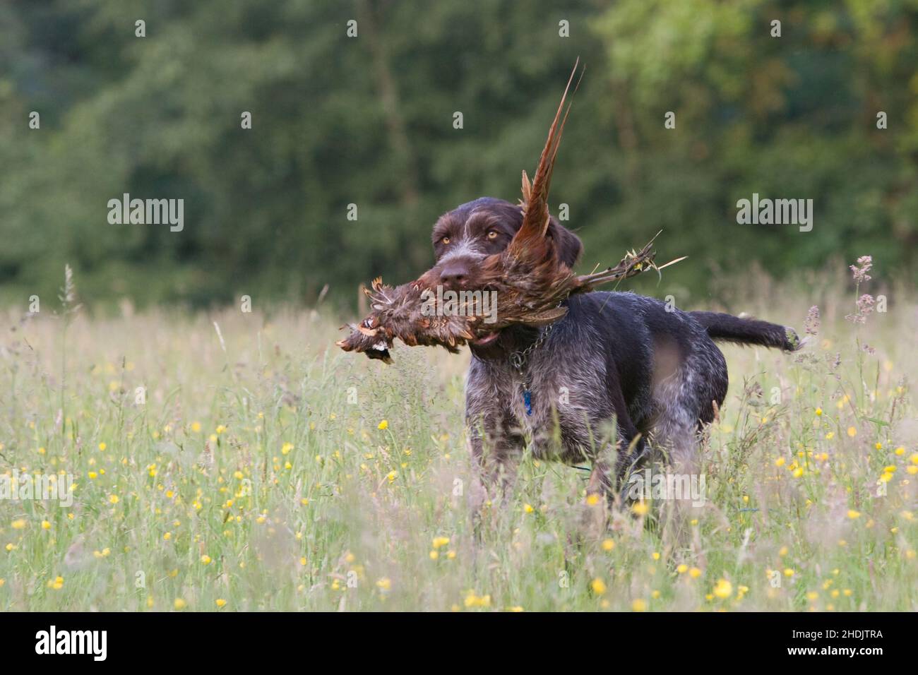 Deutsche traditionen -Fotos und -Bildmaterial in hoher Auflösung – Alamy