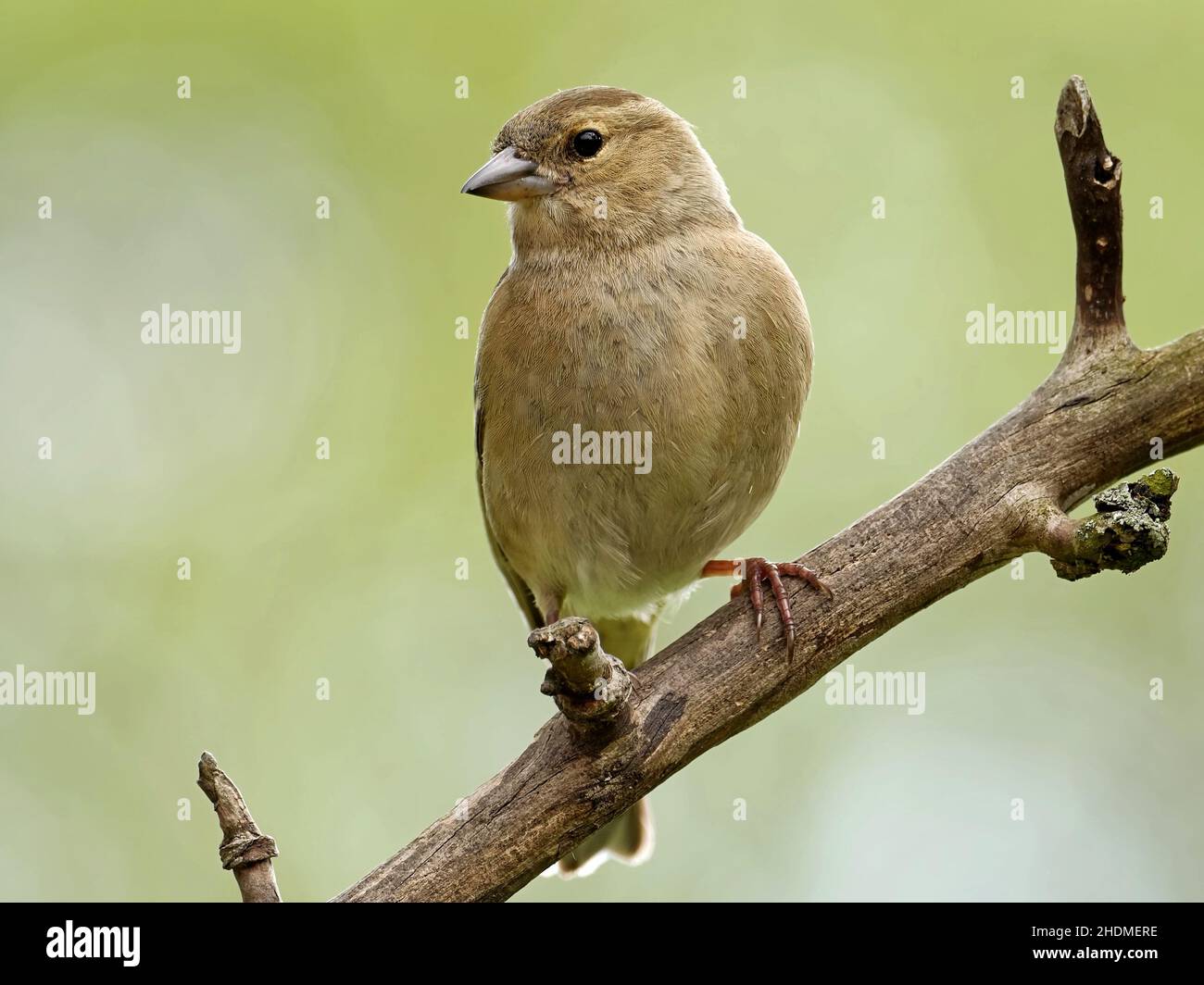Buchfink weibchen -Fotos und -Bildmaterial in hoher Auflösung – Alamy