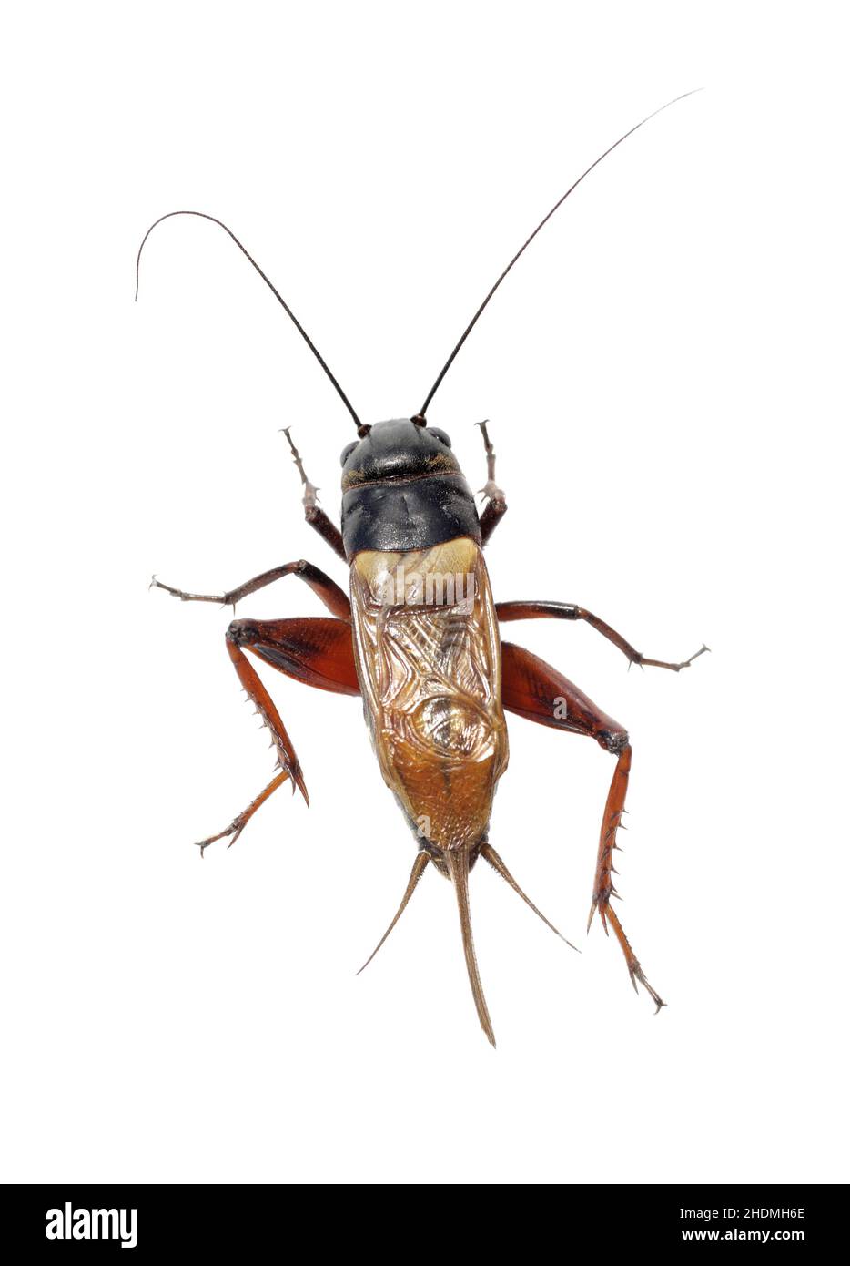 Die grillen -Fotos und -Bildmaterial in hoher Auflösung – Alamy