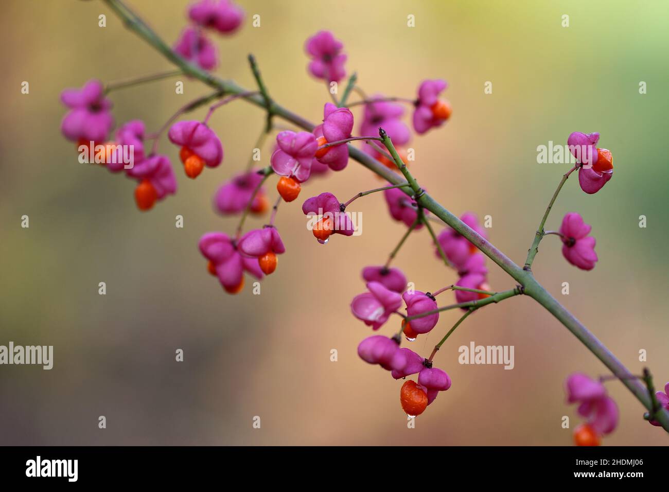 Spindel fallen lassen -Fotos und -Bildmaterial in hoher Auflösung – Alamy