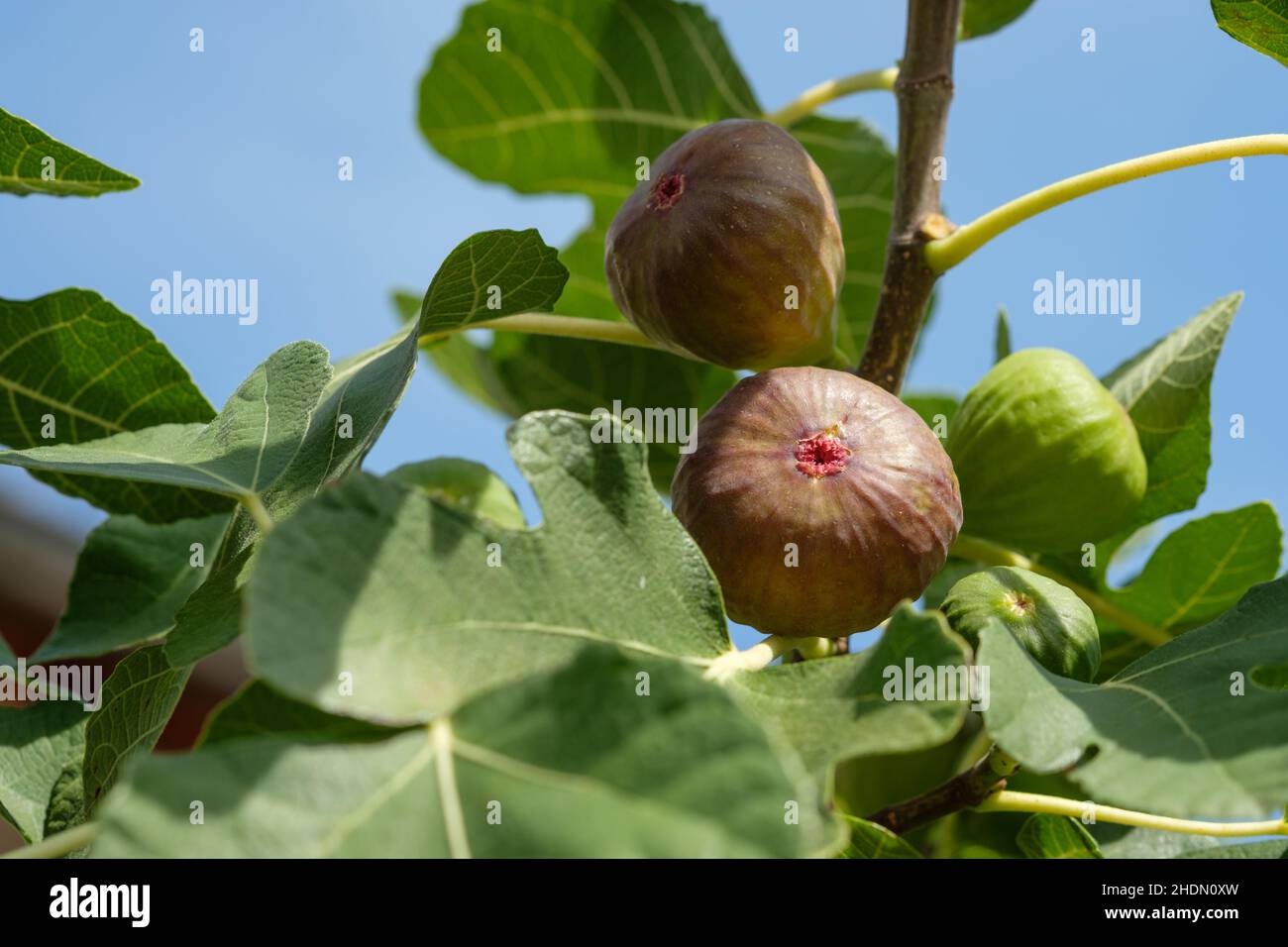 Weinende feigen -Fotos und -Bildmaterial in hoher Auflösung – Alamy
