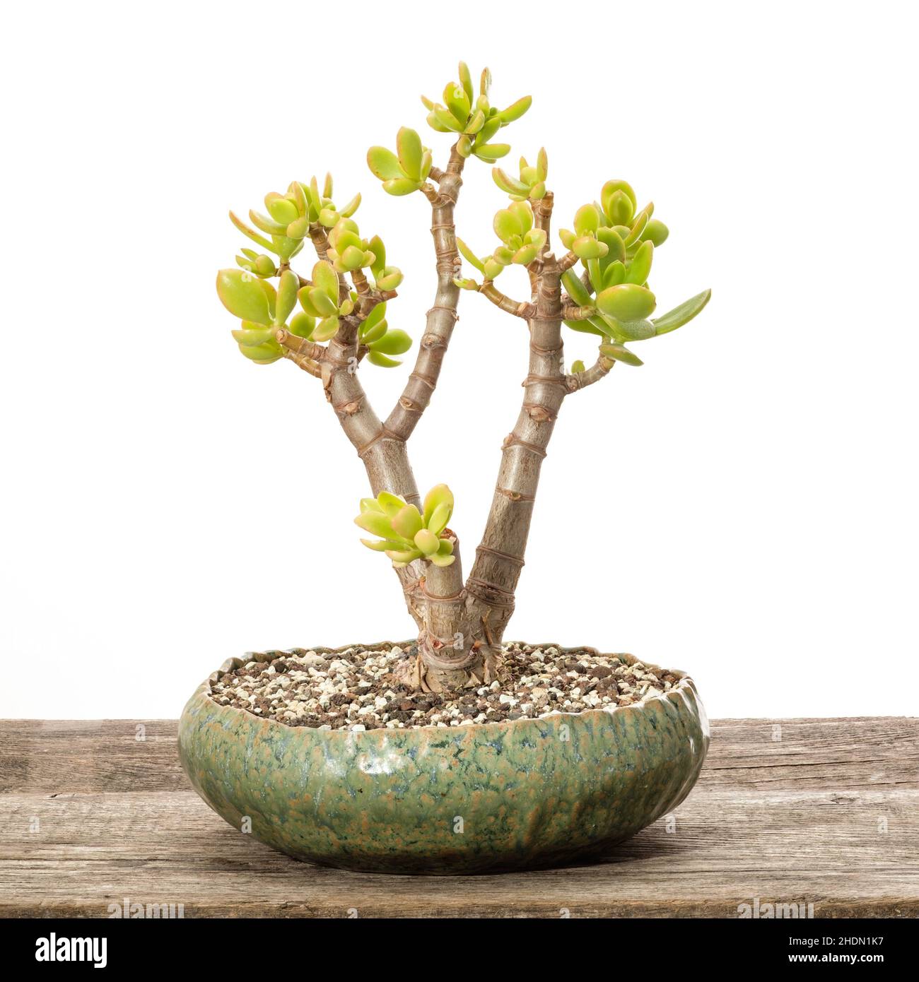 Bonsai-Baum, Geldbaum, Bonsai, Bonsai-Bäume, crassula ovata ...