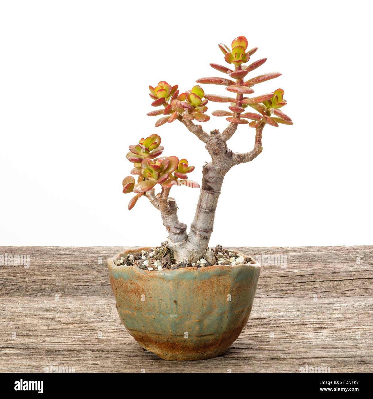 Bonsai-Baum, Geldbaum, Bonsai, Bonsai-Bäume, crassula ovata ...