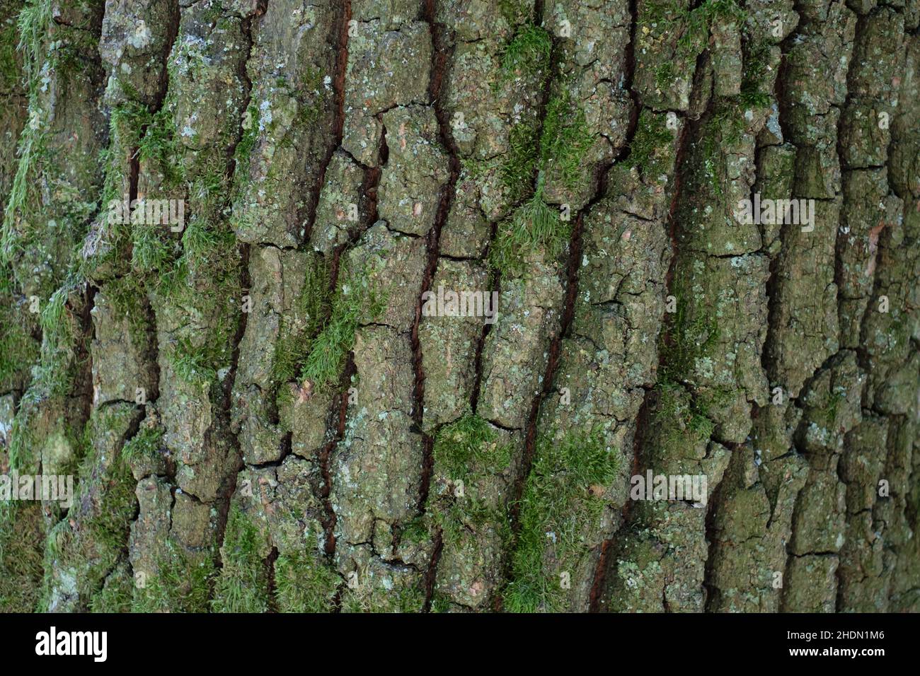 Baumstamm, Rinde, Eiche, Stämme, Rinde, Eichen Stockfotografie - Alamy