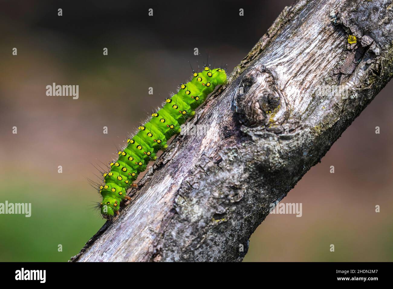 Makro einer mottenlarve im wald -Fotos und -Bildmaterial in hoher ...