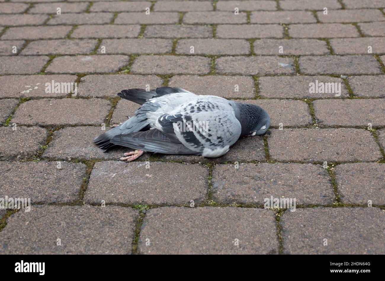 Tiere und tod -Fotos und -Bildmaterial in hoher Auflösung – Alamy
