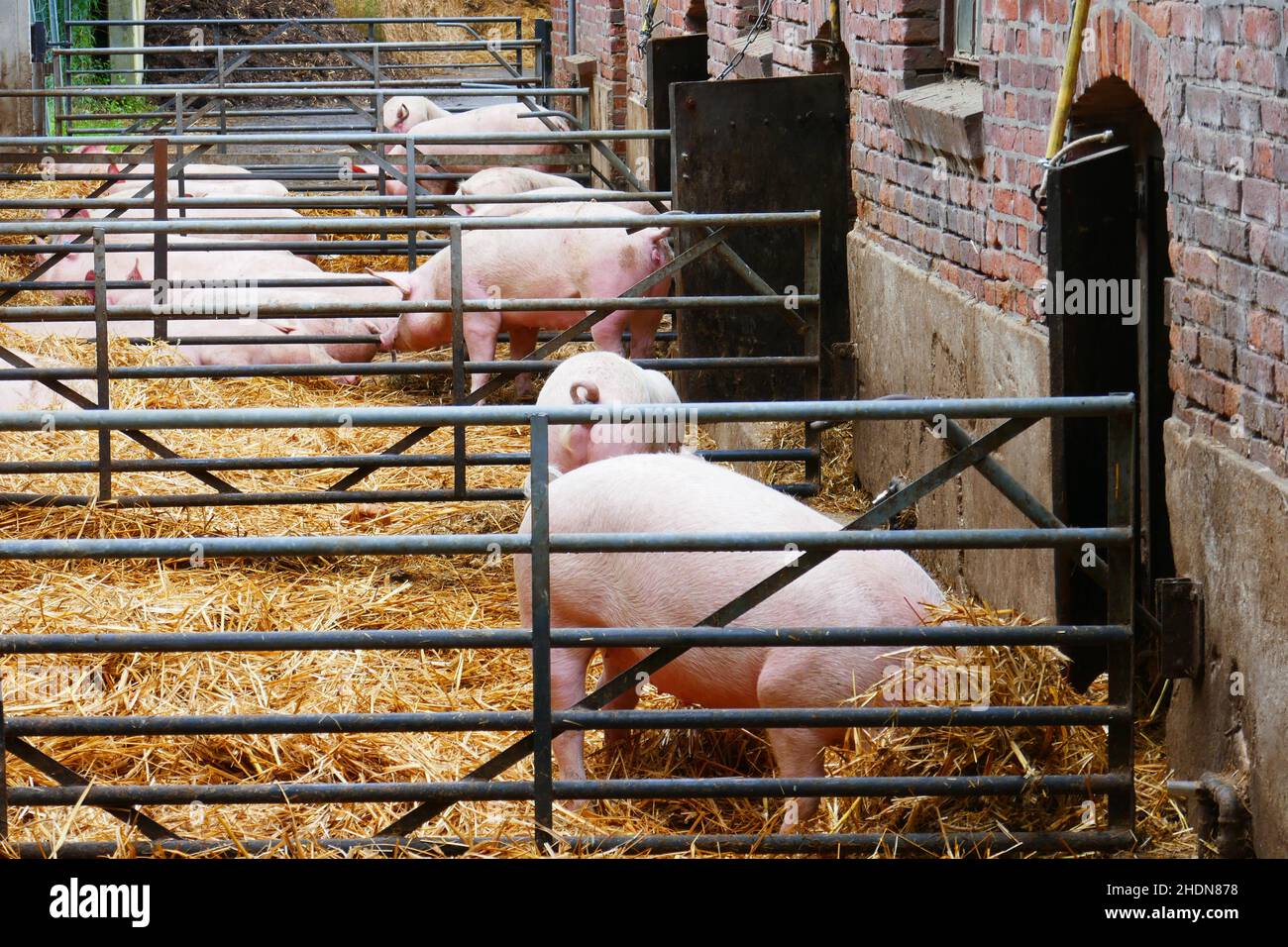 Viehzucht, Hausschwein, Ferkel, Hausschweine, Ferkel Stockfotografie ...