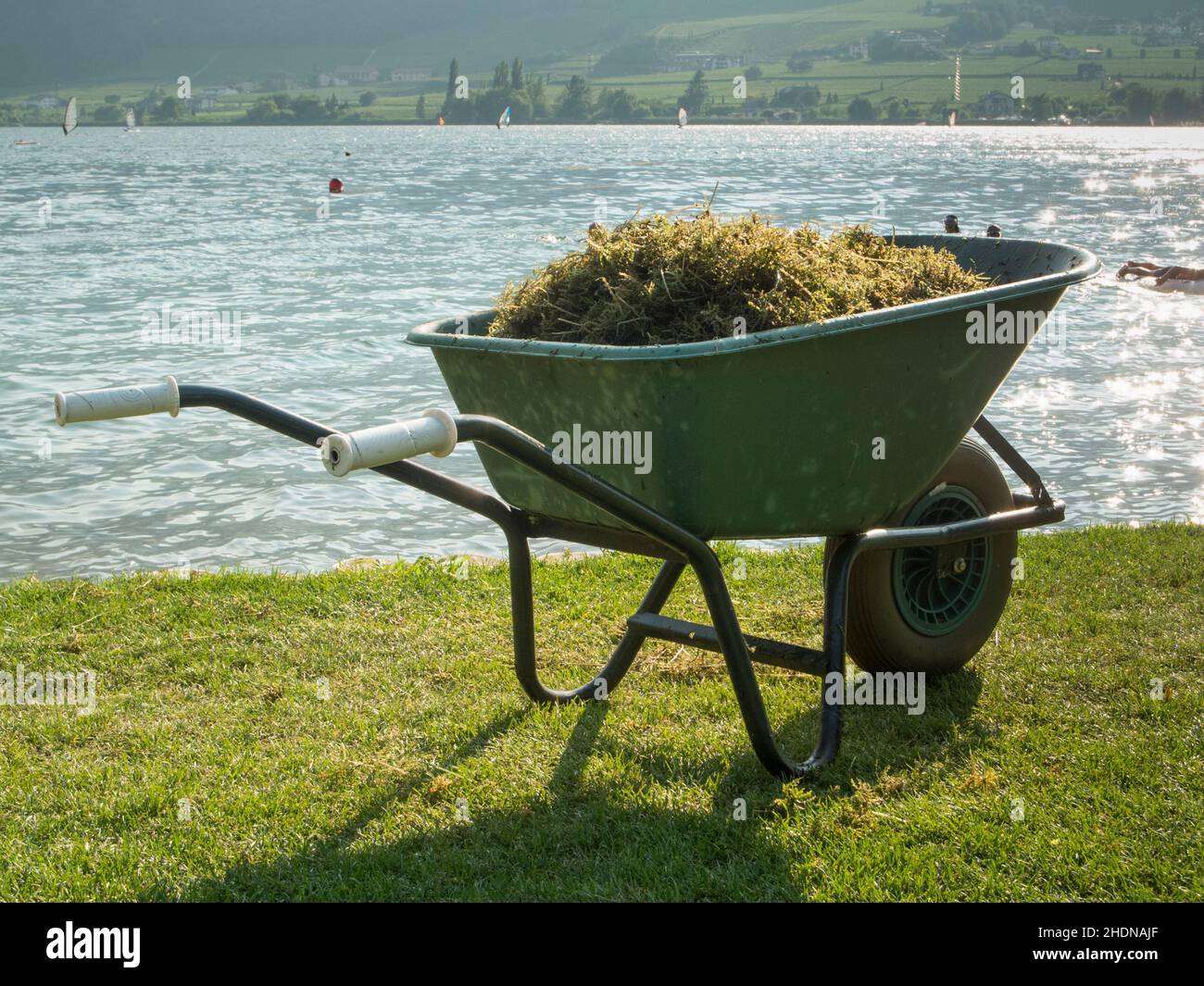 Großes nixenkraut -Fotos und -Bildmaterial in hoher Auflösung – Alamy