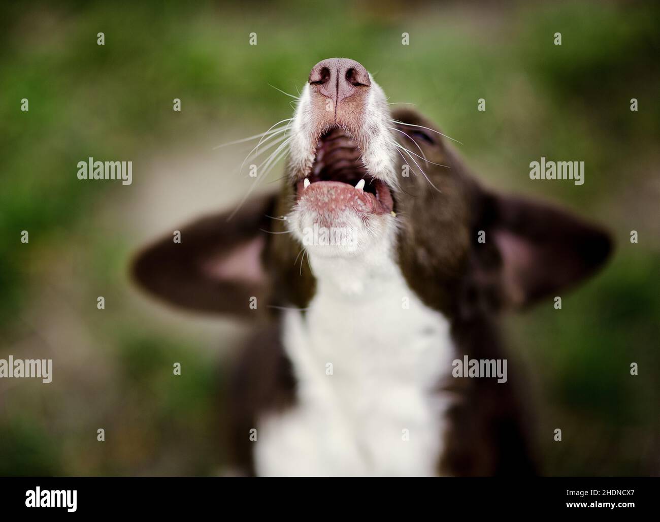 Dog howl -Fotos und -Bildmaterial in hoher Auflösung – Alamy