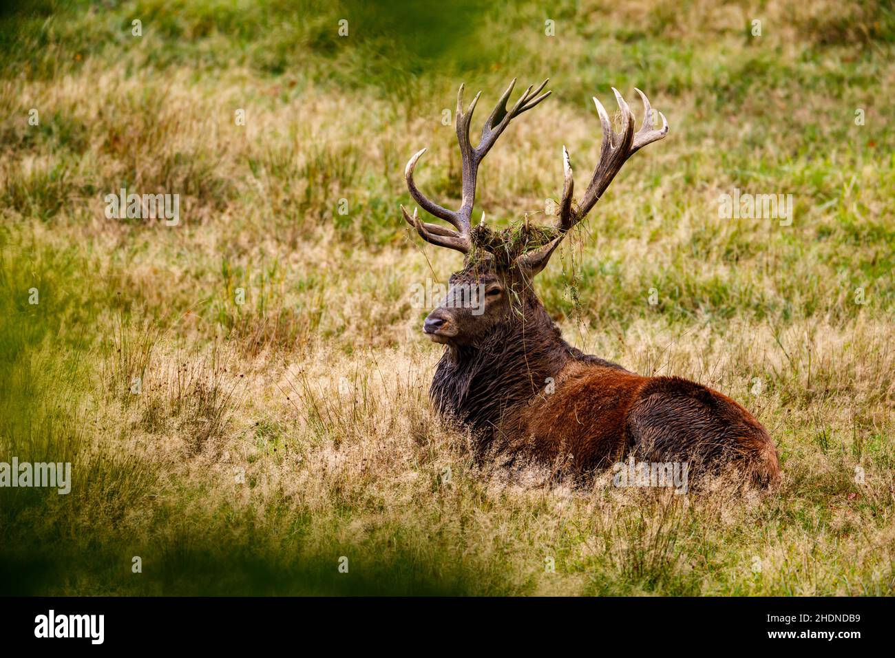 Rothirsch liegend -Fotos und -Bildmaterial in hoher Auflösung – Alamy