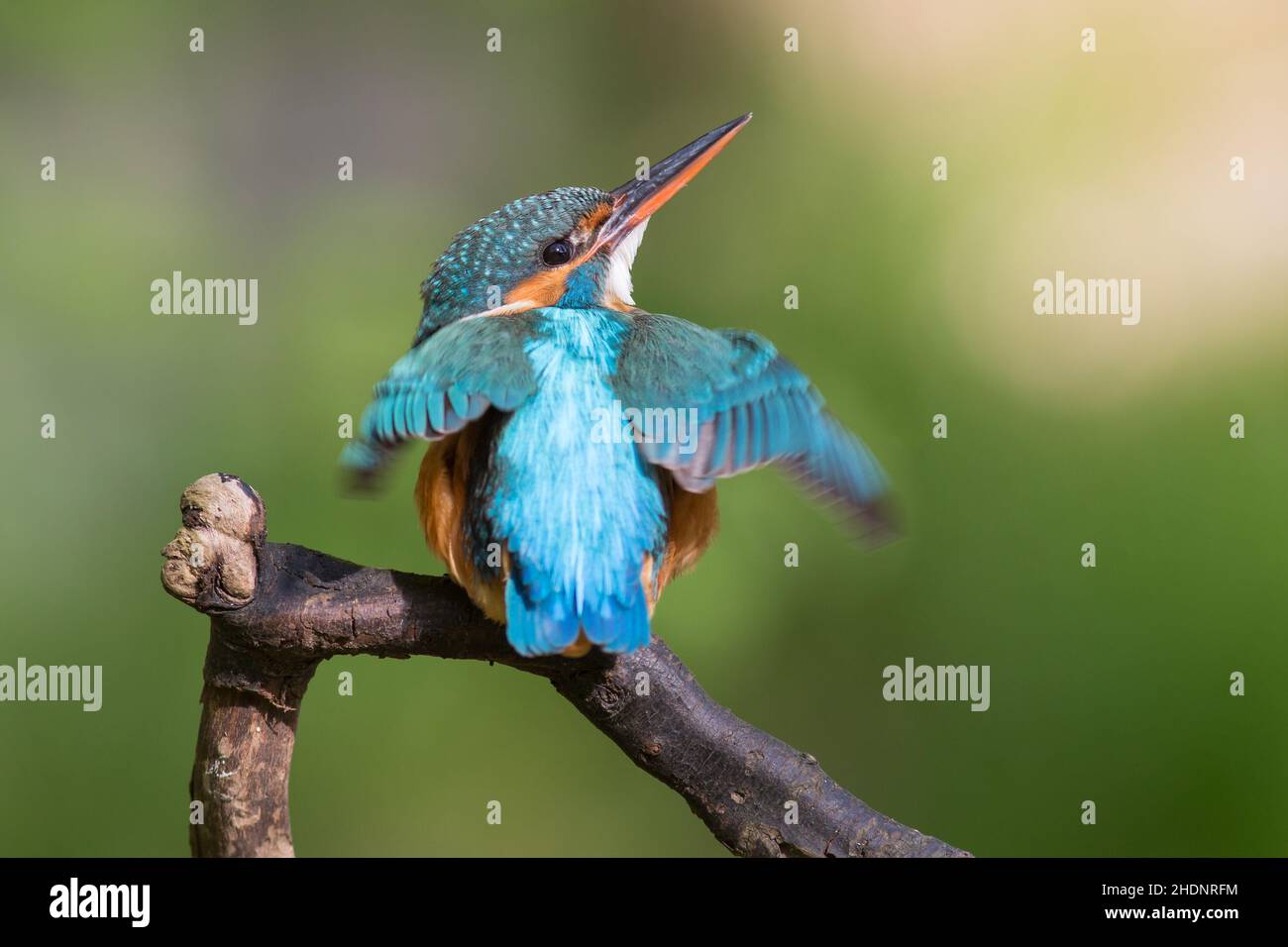 Die klappe -Fotos und -Bildmaterial in hoher Auflösung – Alamy