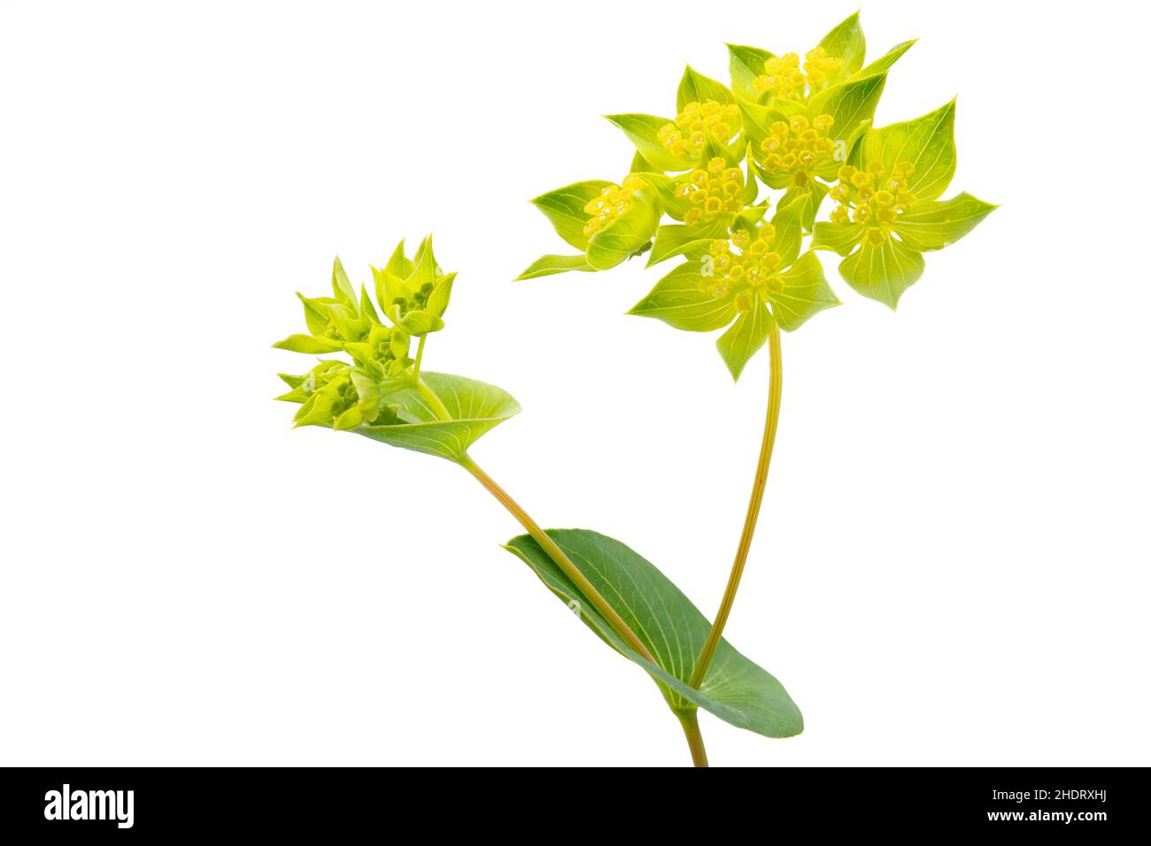 Hasenohren pflanzen -Fotos und -Bildmaterial in hoher Auflösung – Alamy