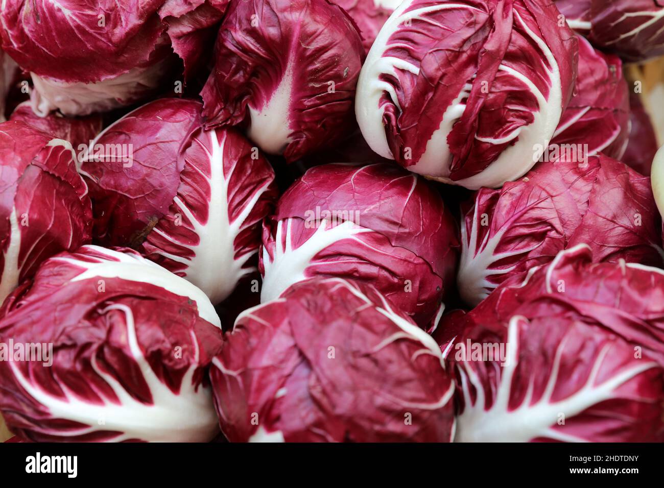 Radicchio harvest -Fotos und -Bildmaterial in hoher Auflösung – Alamy