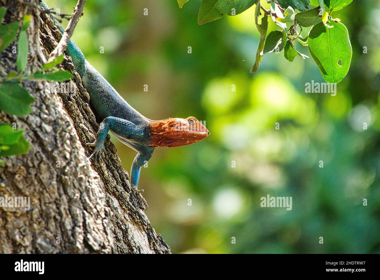 Gecko, Echsen, Agame im Nationalpark Tsavo Ost und Tsavo West in Kenia ...