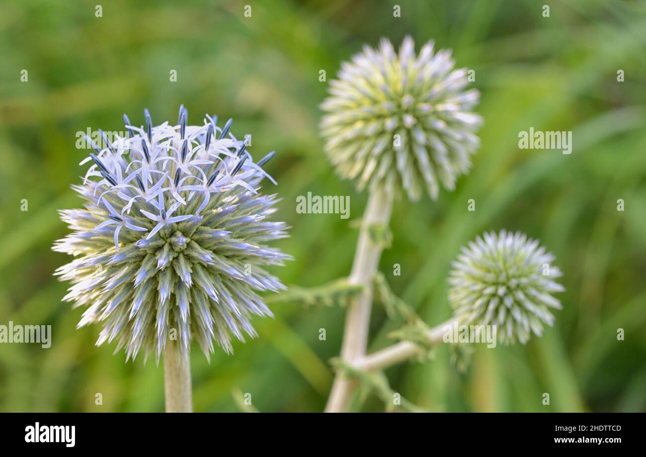 Verbla ht -Fotos und -Bildmaterial in hoher Auflösung – Alamy