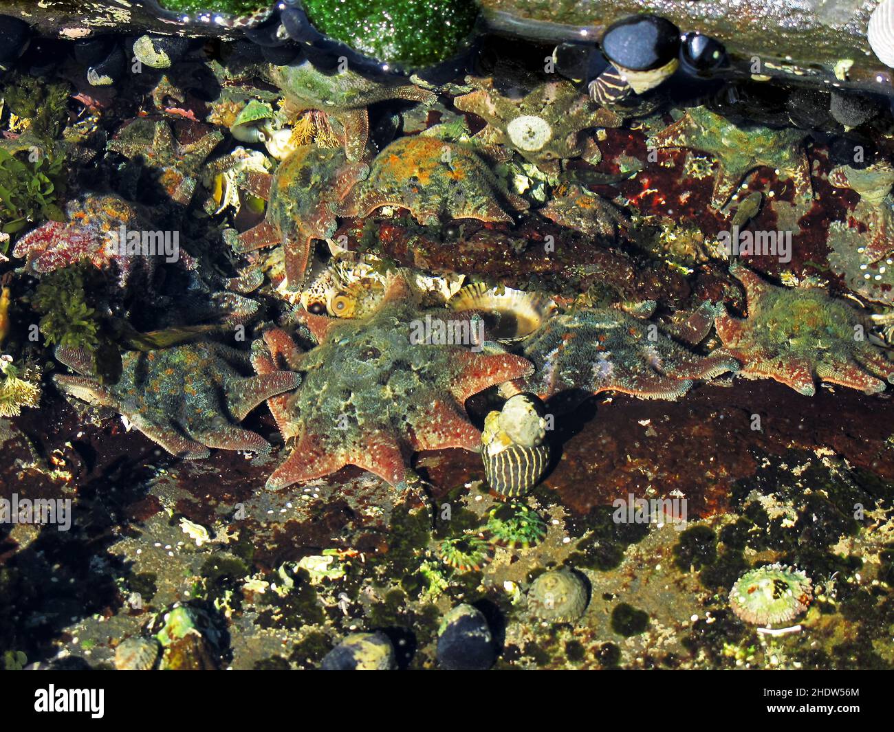 Lebensraum meeresboden -Fotos und -Bildmaterial in hoher Auflösung – Alamy