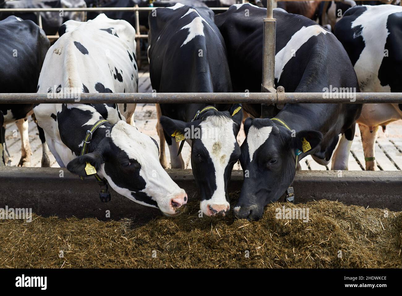 Denmark farming of cattle -Fotos und -Bildmaterial in hoher Auflösung ...
