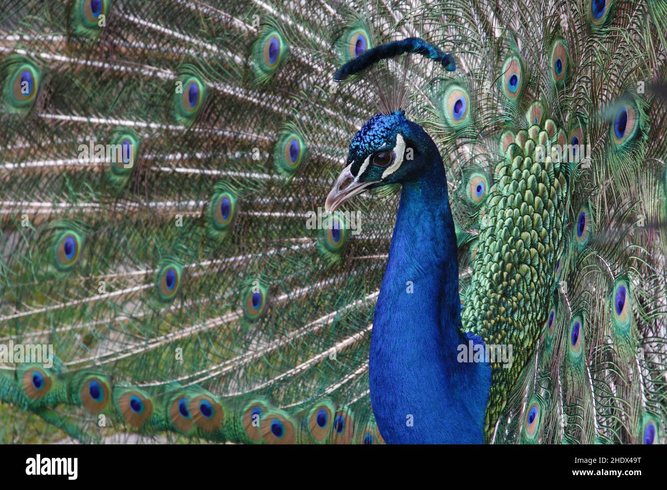 Shapes of birds -Fotos und -Bildmaterial in hoher Auflösung – Alamy