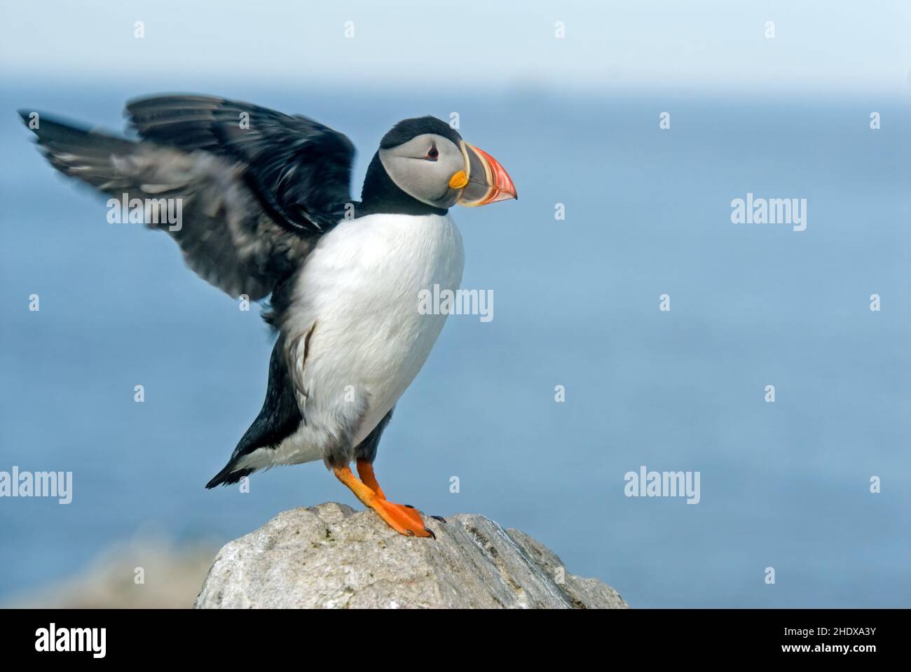 Die klappe -Fotos und -Bildmaterial in hoher Auflösung – Alamy