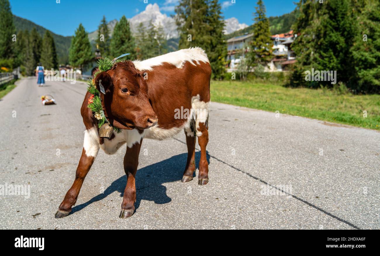 Almabtrieb alpen -Fotos und -Bildmaterial in hoher Auflösung - Seite 2 ...