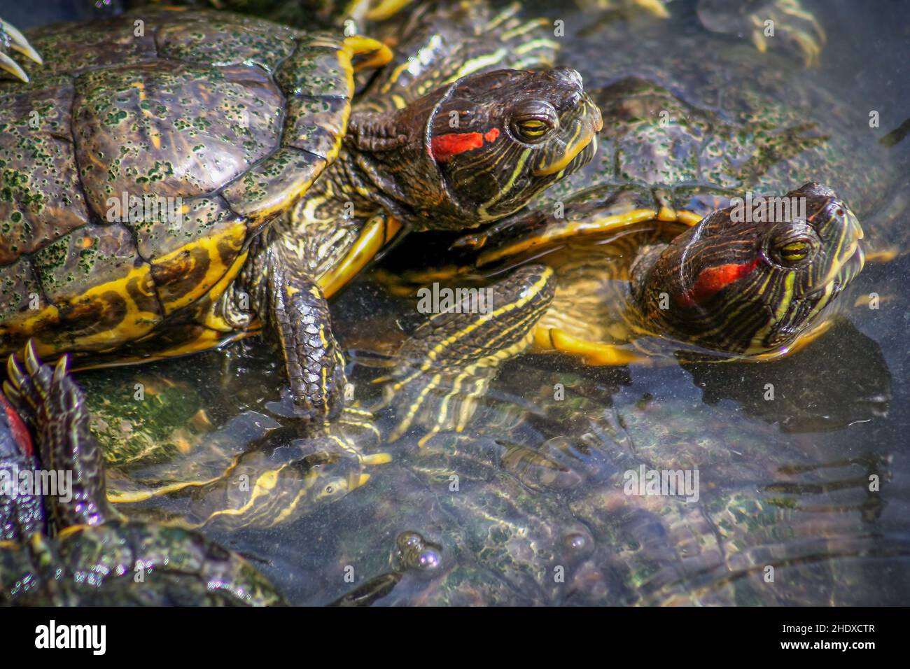 Mating turtles -Fotos und -Bildmaterial in hoher Auflösung – Alamy