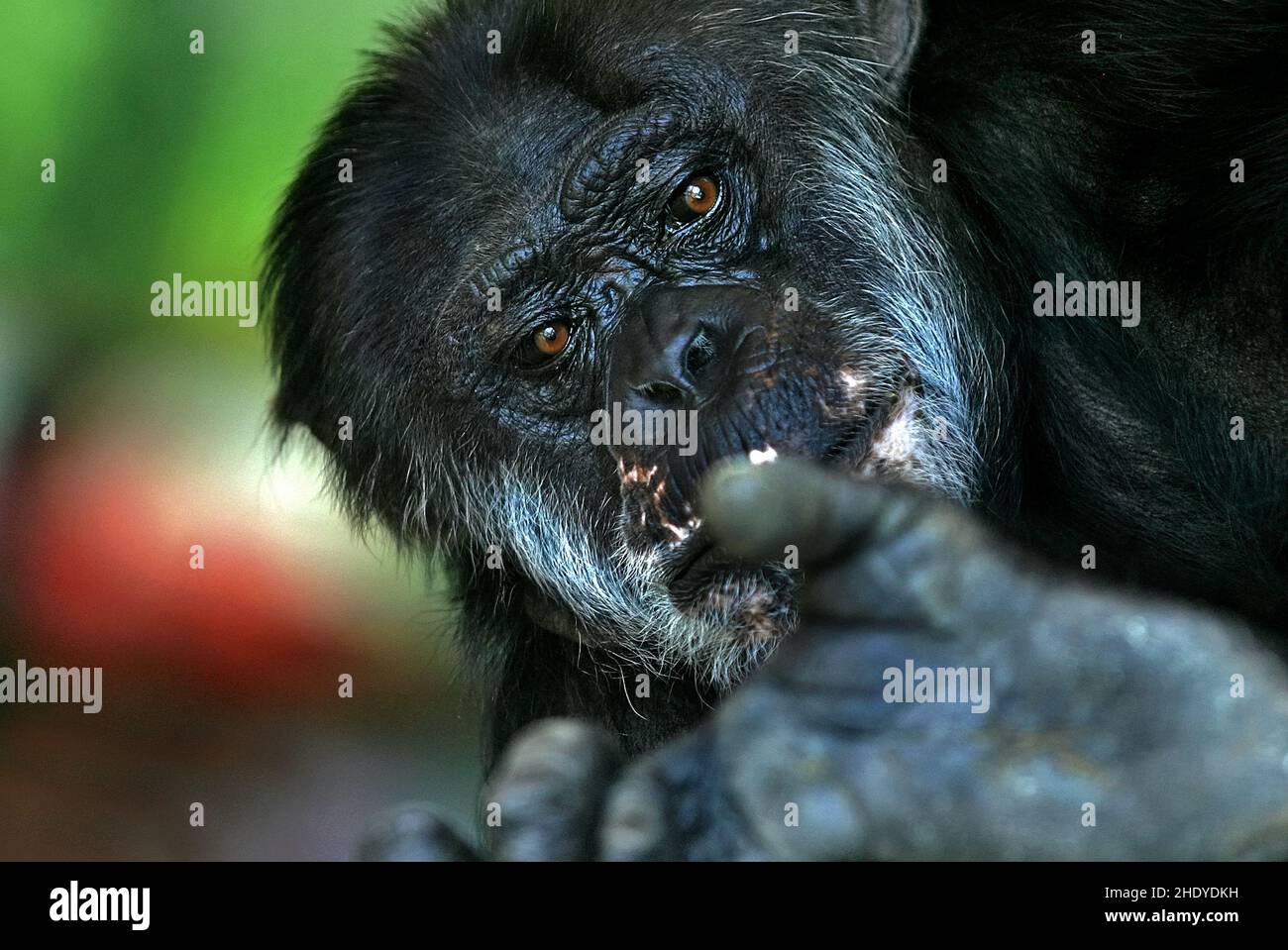 Schimpanse und mensch -Fotos und -Bildmaterial in hoher Auflösung – Alamy