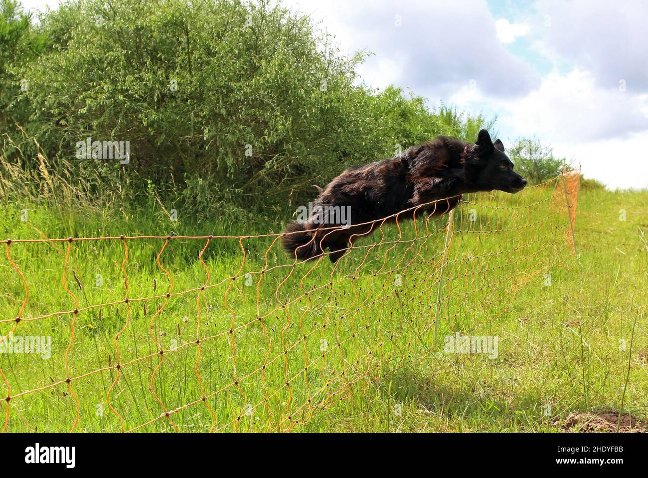Hund springt hindernis -Fotos und -Bildmaterial in hoher Auflösung – Alamy