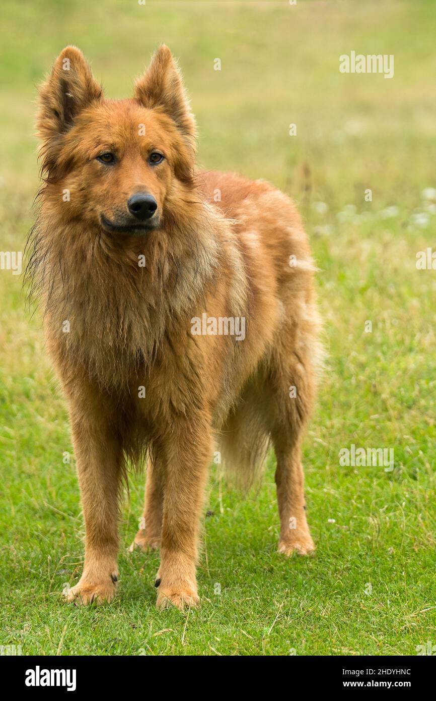 Deutscher fuchs -Fotos und -Bildmaterial in hoher Auflösung – Alamy