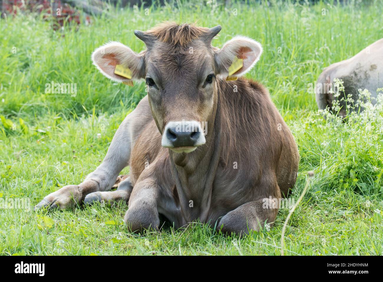Original braunvieh -Fotos und -Bildmaterial in hoher Auflösung – Alamy