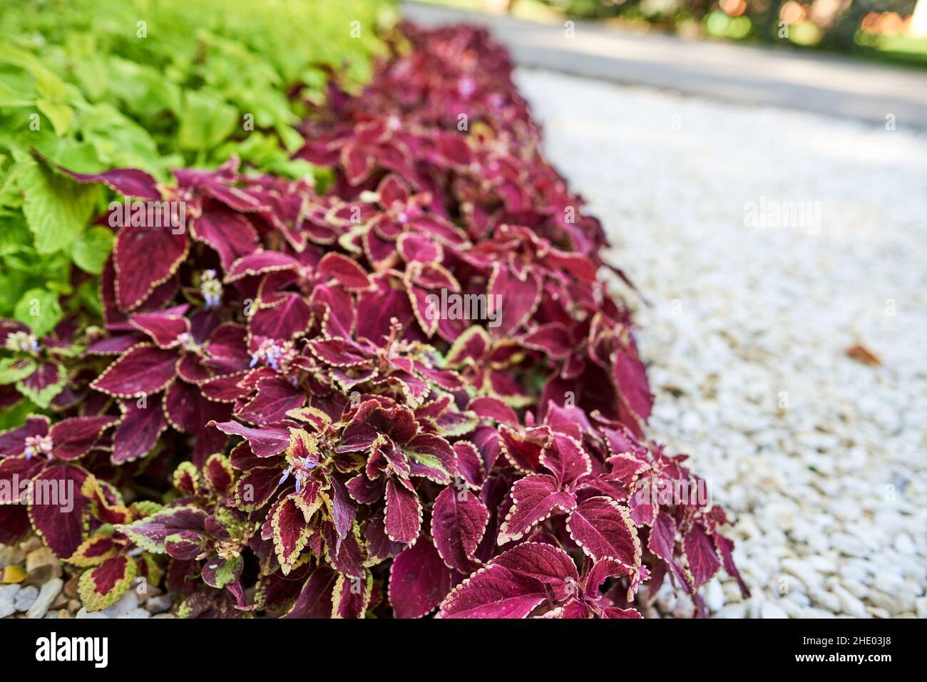 Coleus Gattung Stockfotos und -bilder Kaufen - Alamy