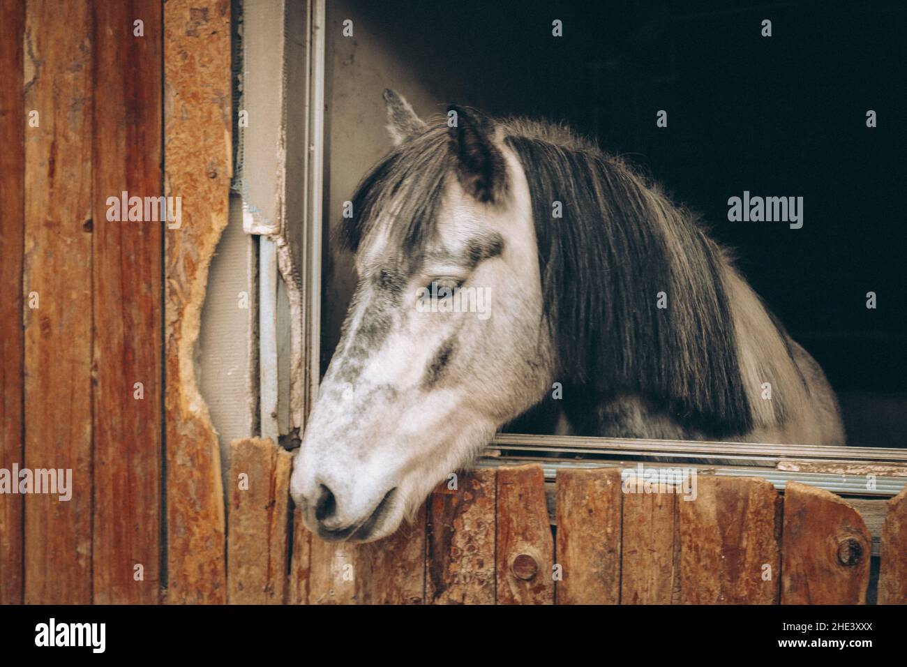Schönes tier -Fotos und -Bildmaterial in hoher Auflösung – Alamy