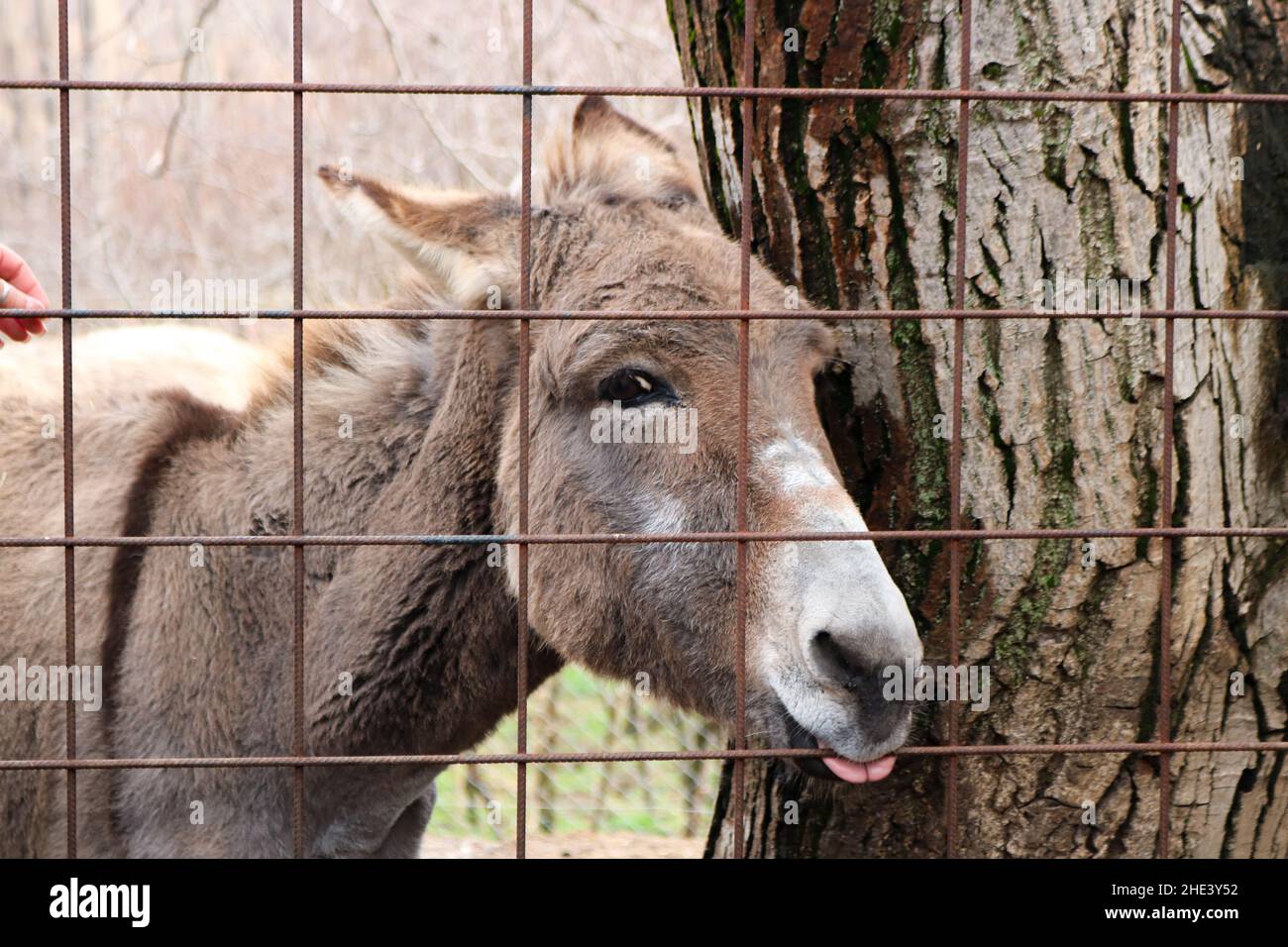 Female donkey -Fotos und -Bildmaterial in hoher Auflösung - Seite 2 - Alamy