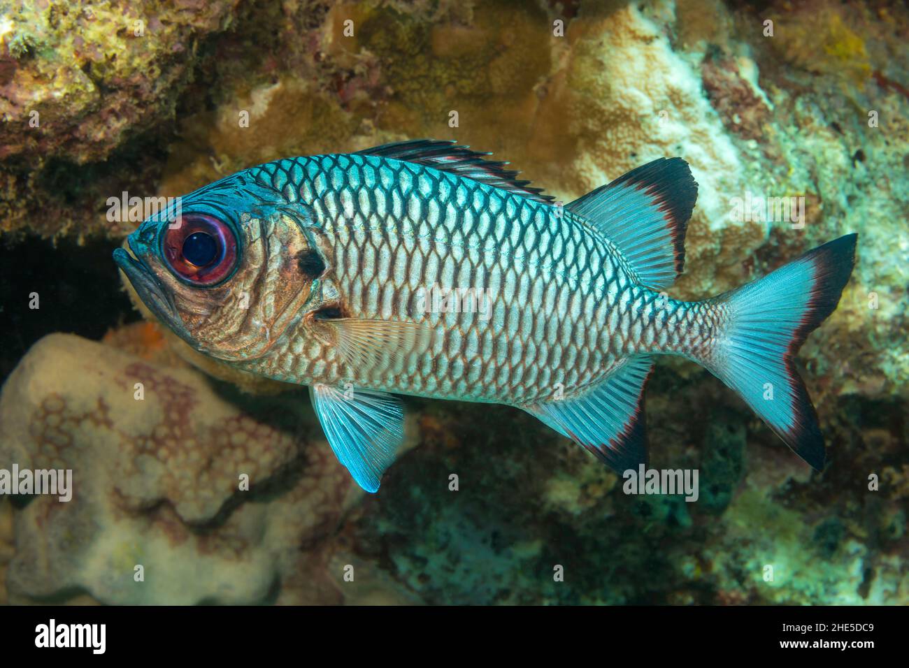 Die Schuppen auf dem Schattenflossen-Soldatenfisch, Myripristis adusta ...