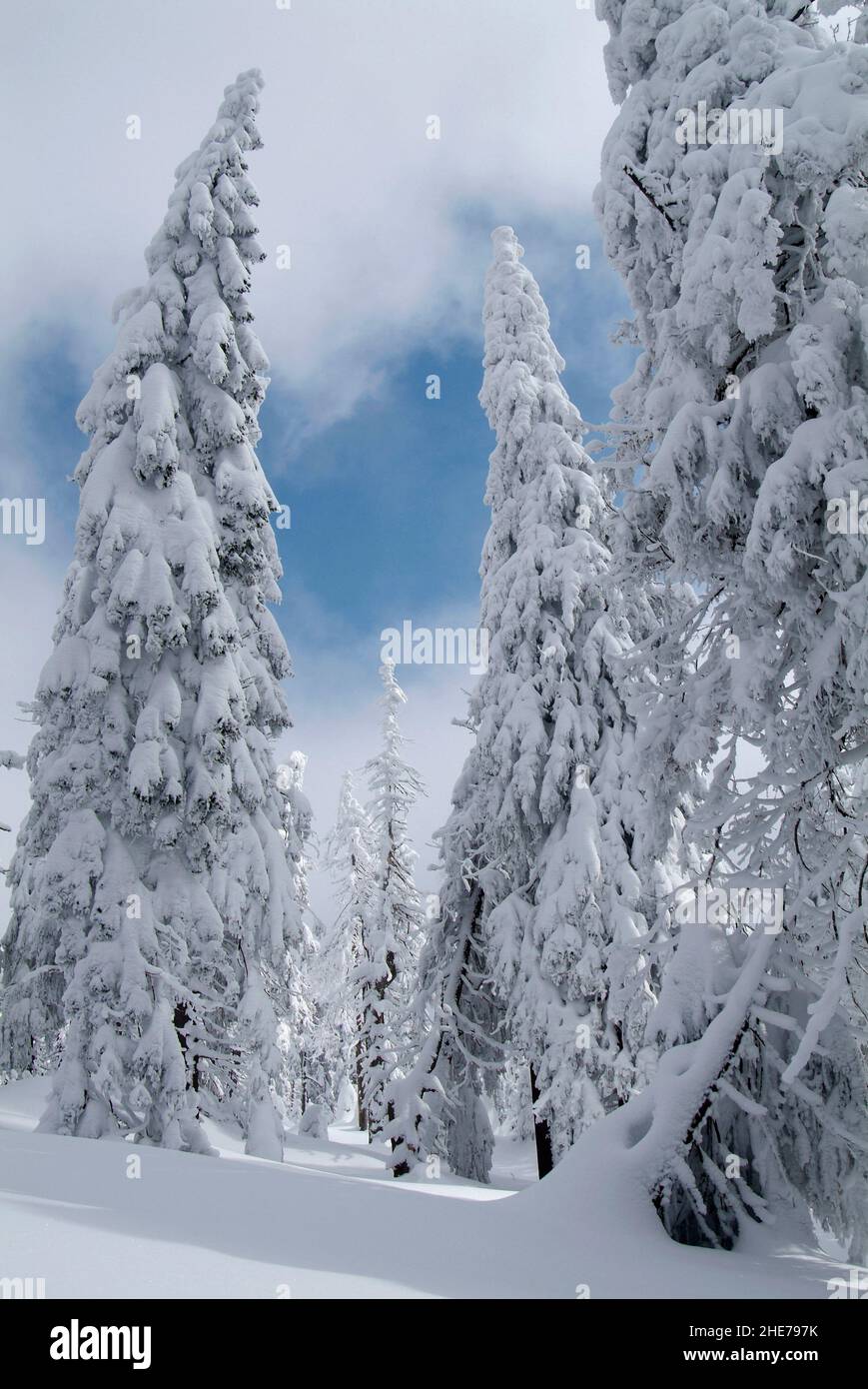 Verschneiten tannen -Fotos und -Bildmaterial in hoher Auflösung – Alamy