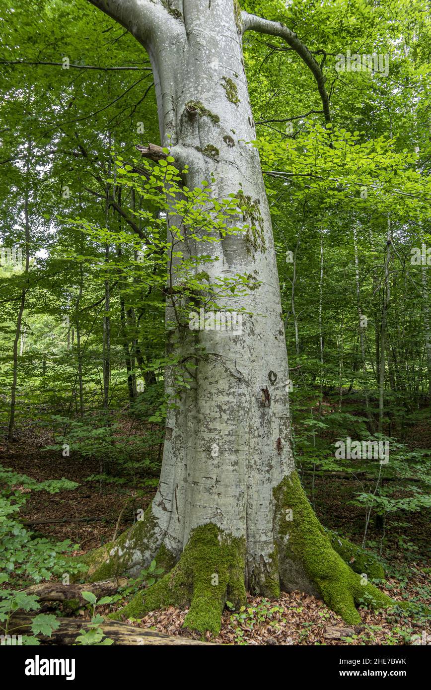Deutschland fagus sylvatica -Fotos und -Bildmaterial in hoher Auflösung ...