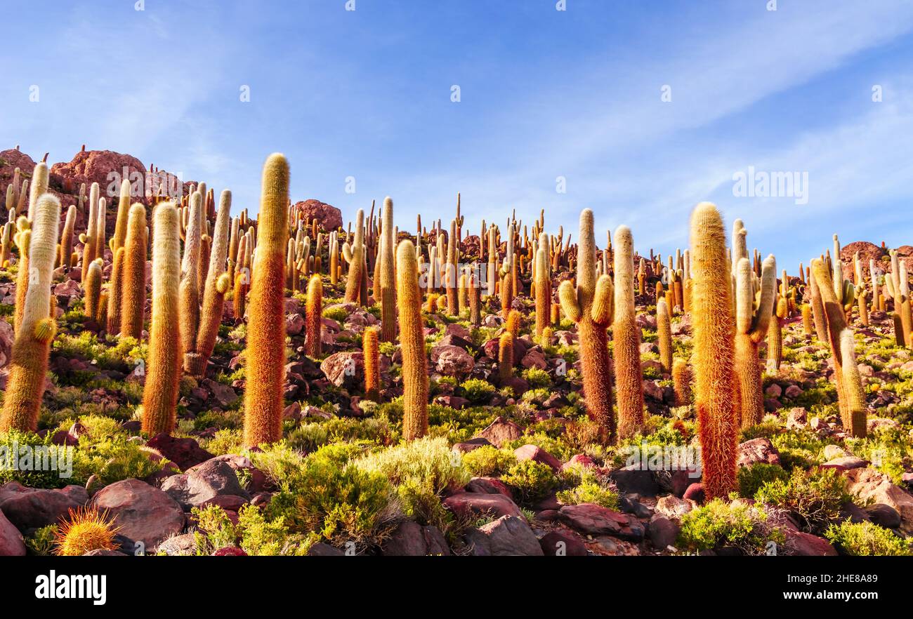 Sonnenaufgang am Kaktus auf der Insel Incahuasi, bei Salar de Uyuni ist ...