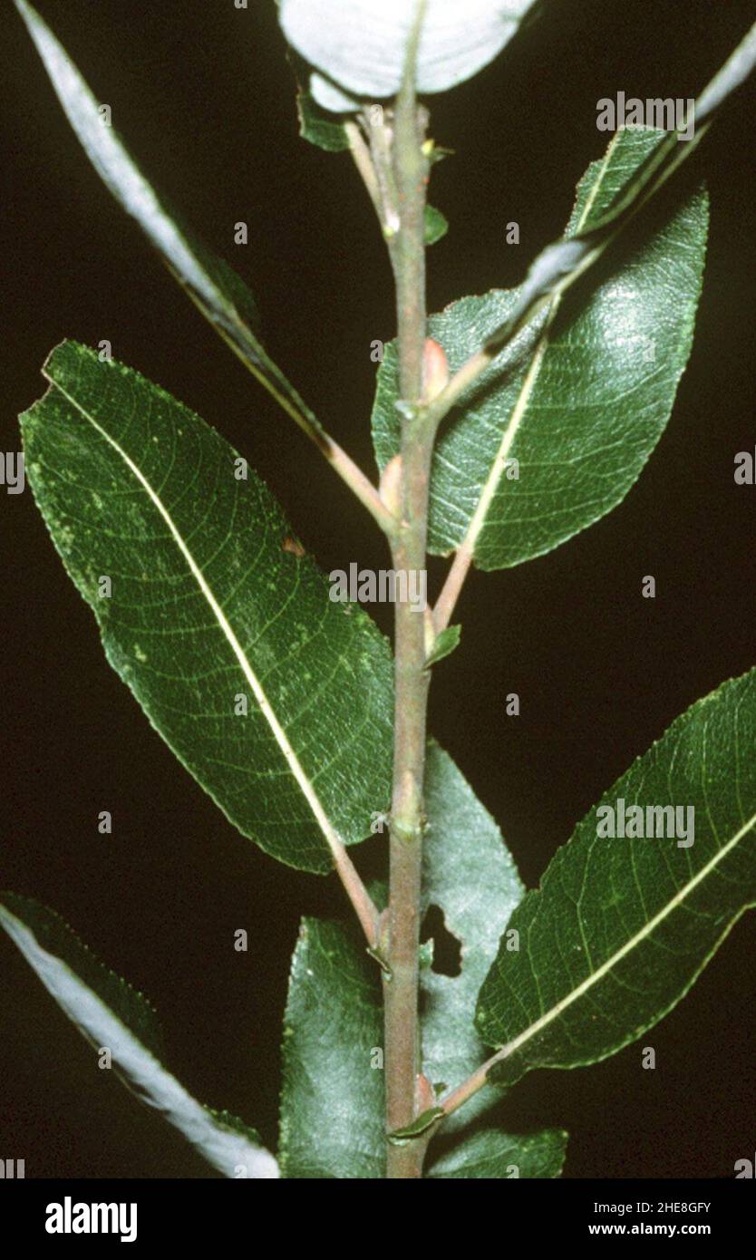 Salix discolor -Fotos und -Bildmaterial in hoher Auflösung – Alamy