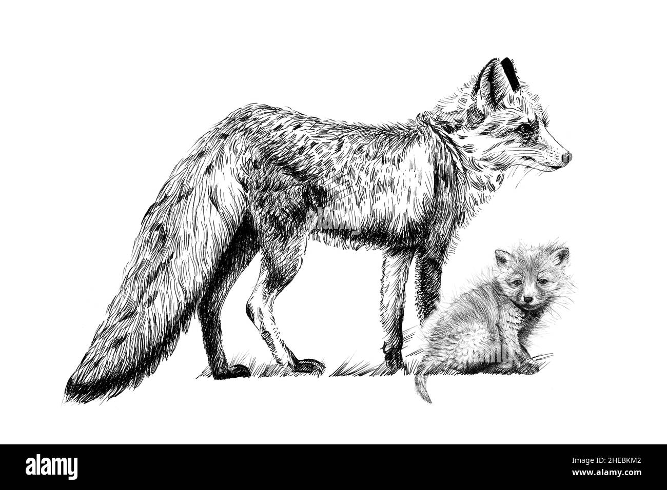 Fuchs Zeichnung Schwarz Weiss Schwarzweiß-Stockfotos und -bilder - Alamy