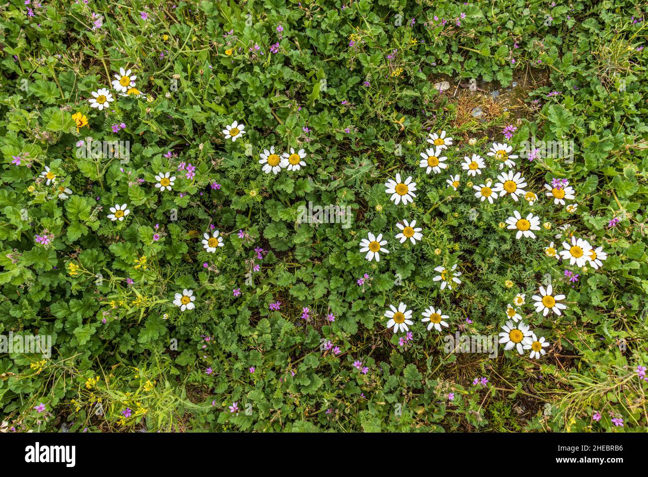 Wildblumen von andalusien -Fotos und -Bildmaterial in hoher Auflösung ...